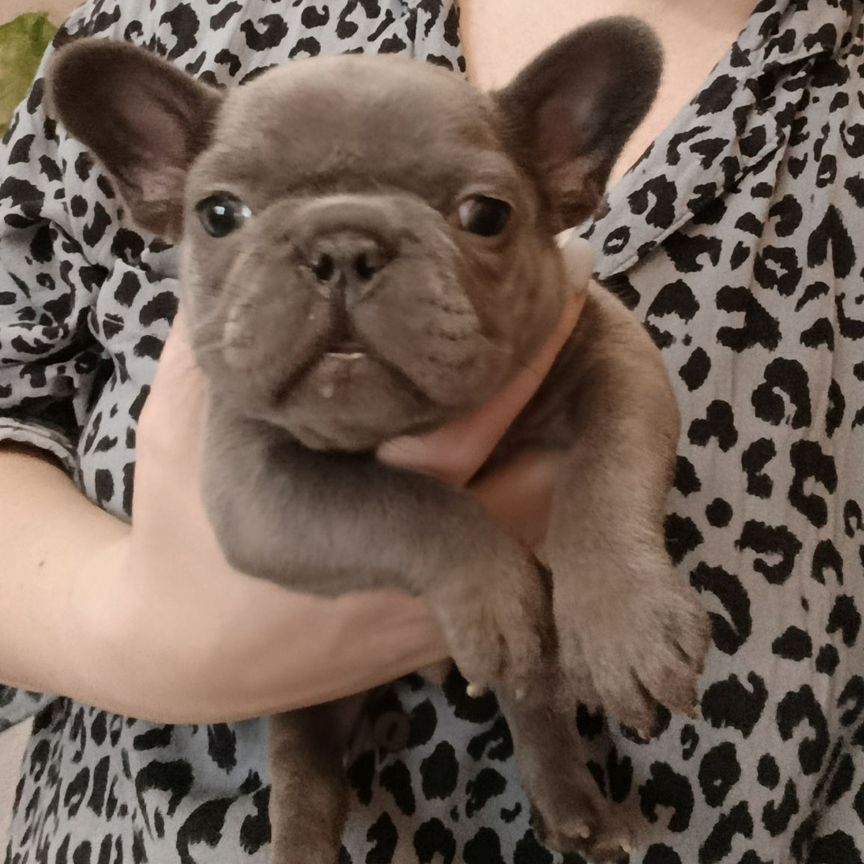 Французский бульдог, щенок
