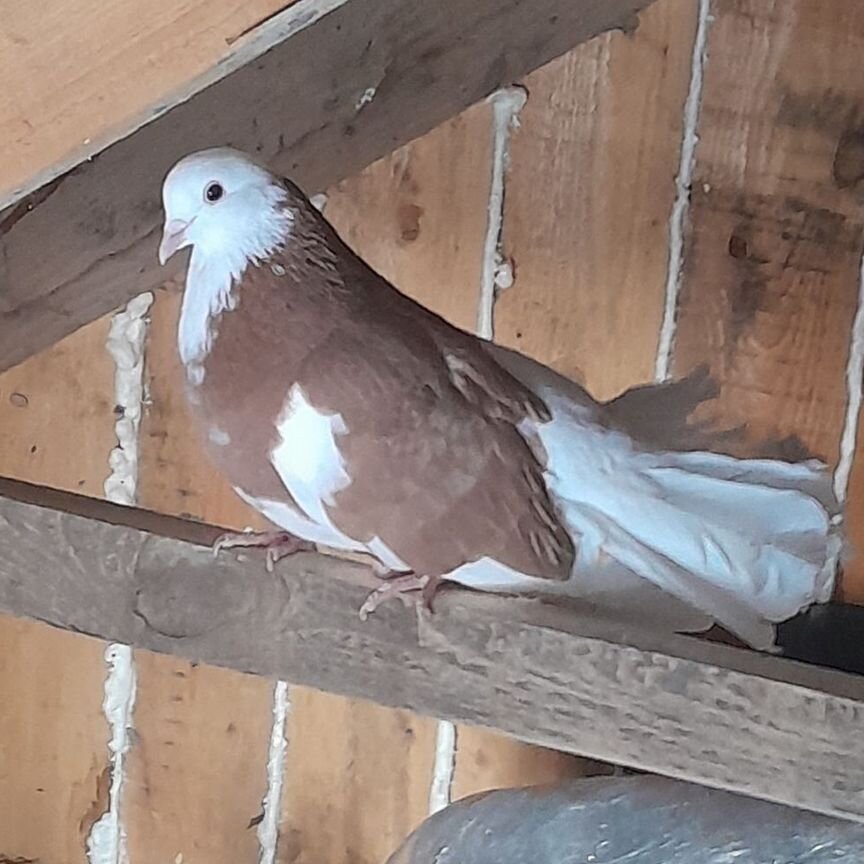 Продажа голубей