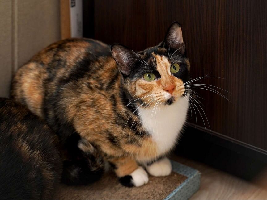 Кошка 1год. Ишет дом.Предана и брошена