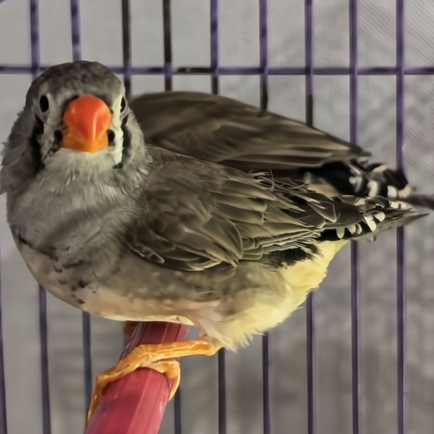 Зебровые амадины с клеткой