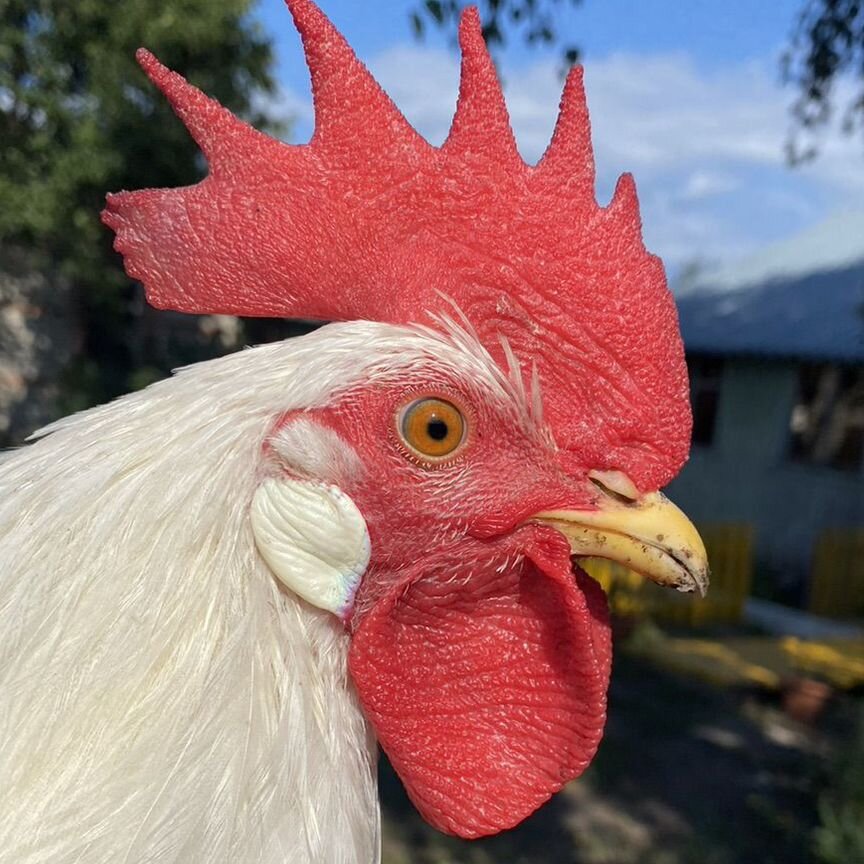 Молодые петухи Ломан Уайт