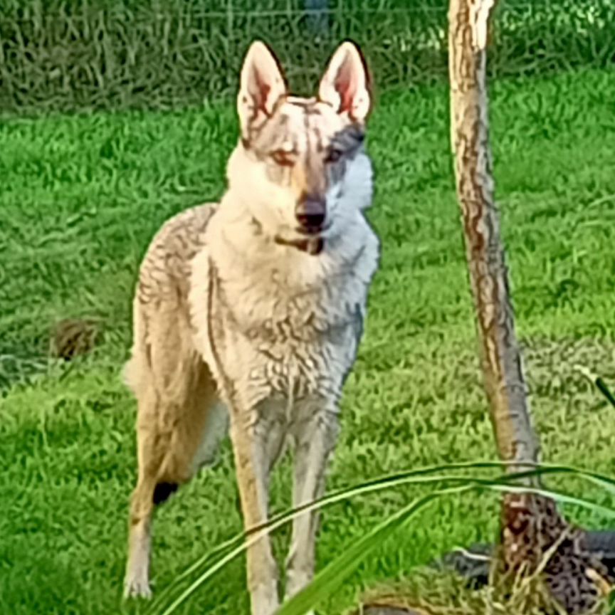 Комары для корма