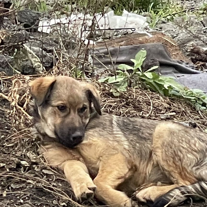 Чудесный щенок подкинутый на промзону