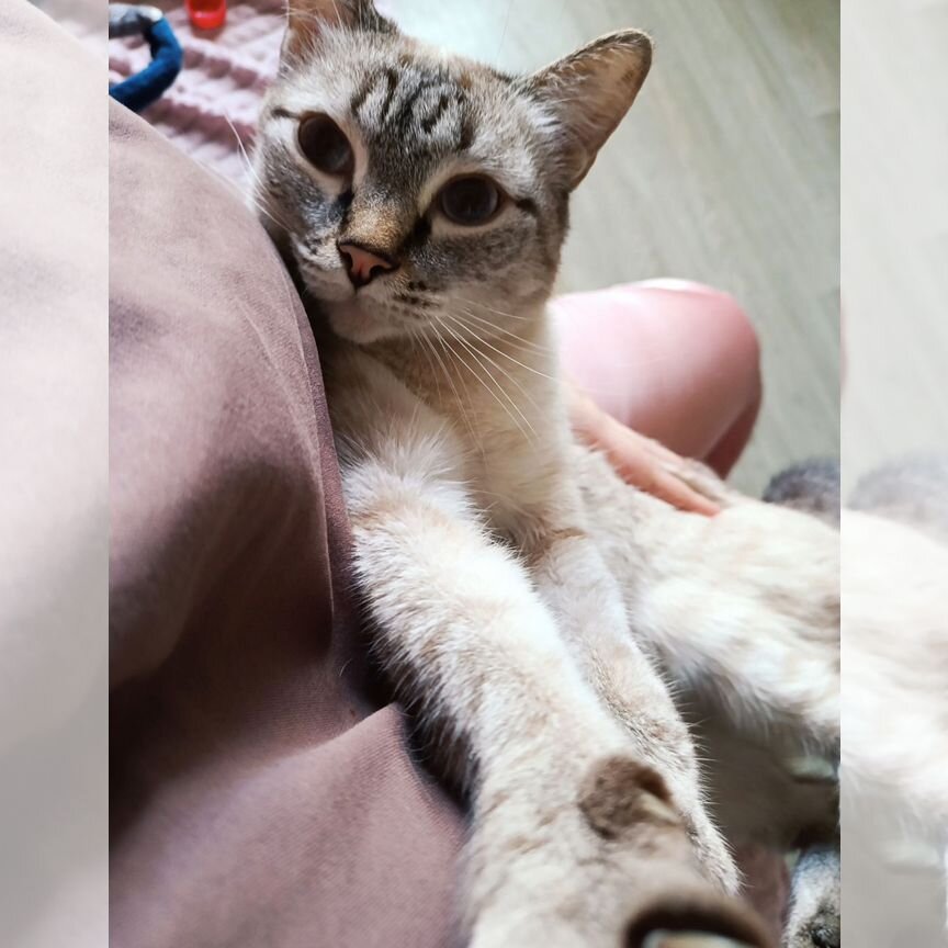 Сиамский, взрослый кот