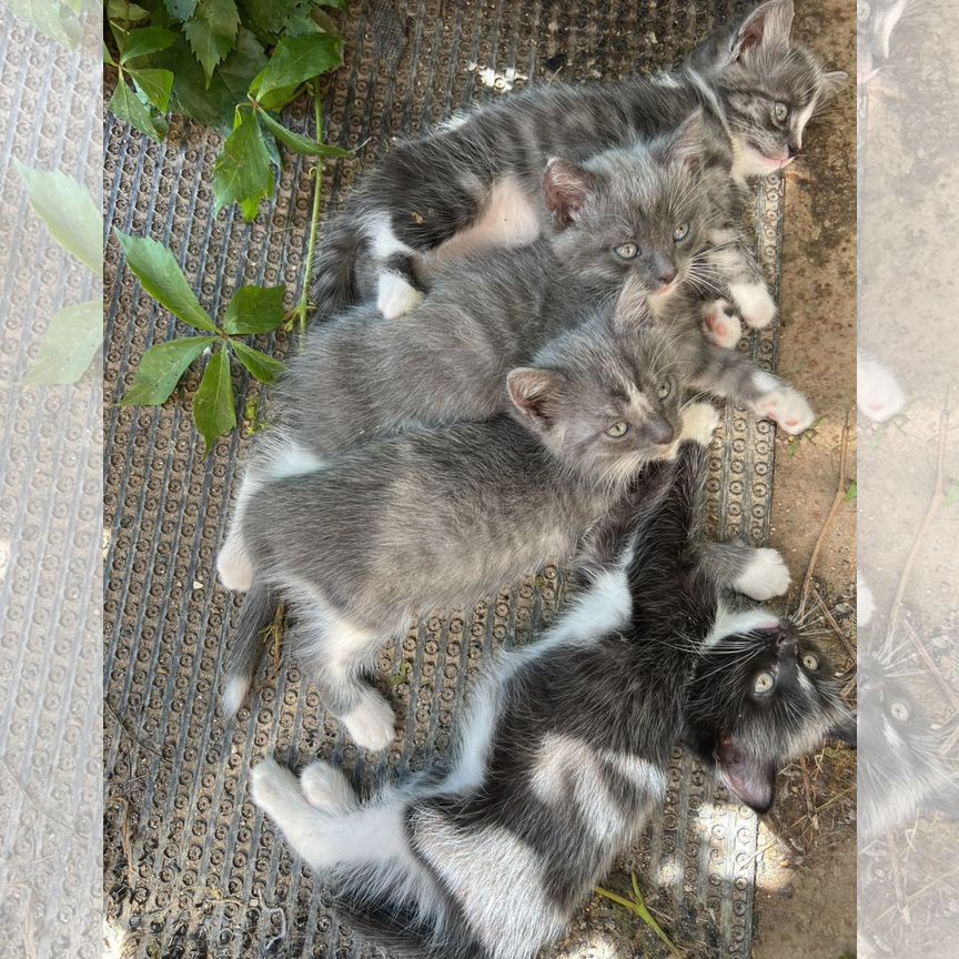 Котята