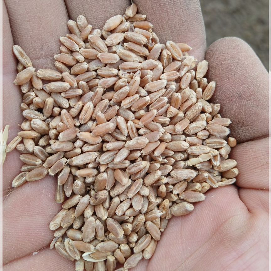 Зерно пшеница