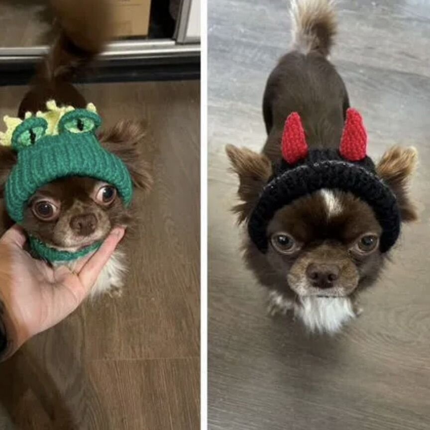 Шапочки для собак