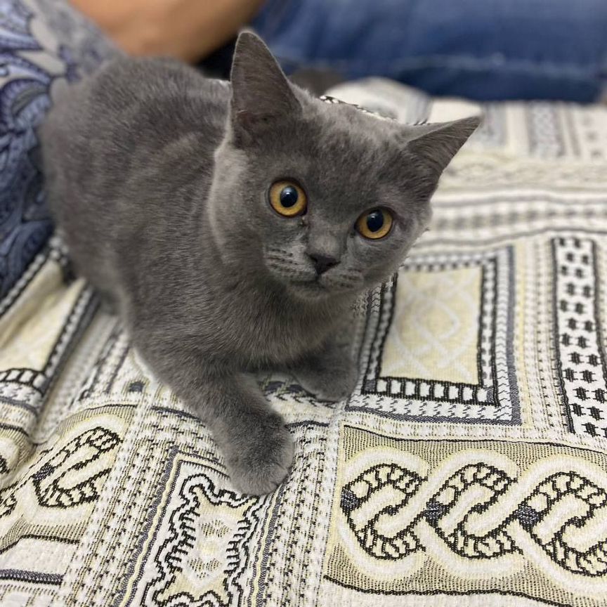 Продам кошечку