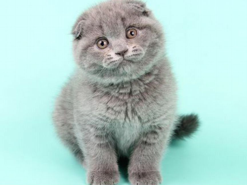 Шотландская вислоухая кошечка