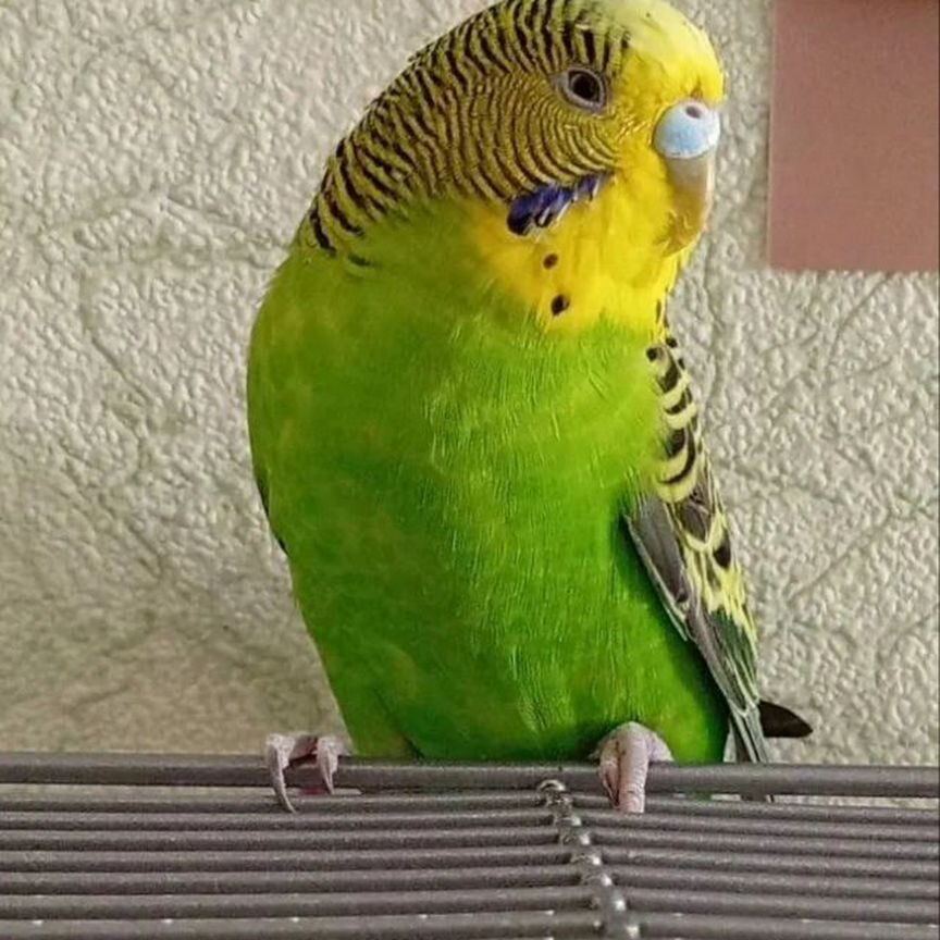 Волнистый попугай