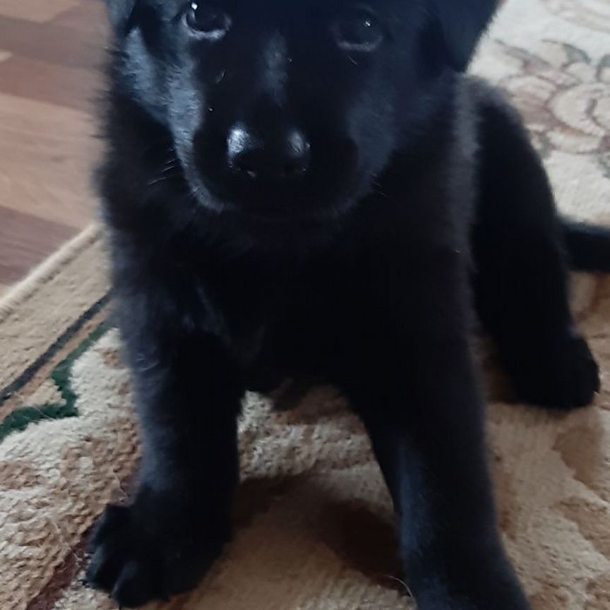 Восточно европейская овчарка