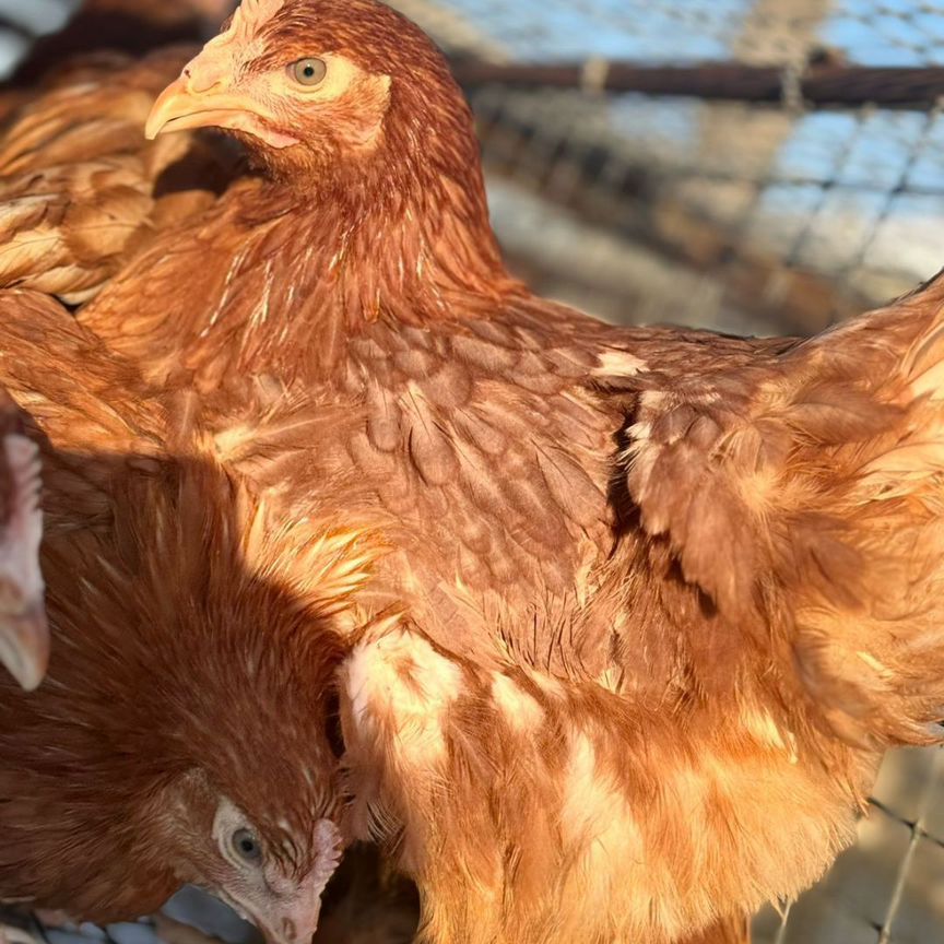 Куры молодки несушки