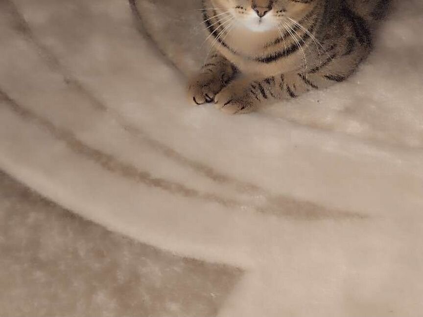 Кот