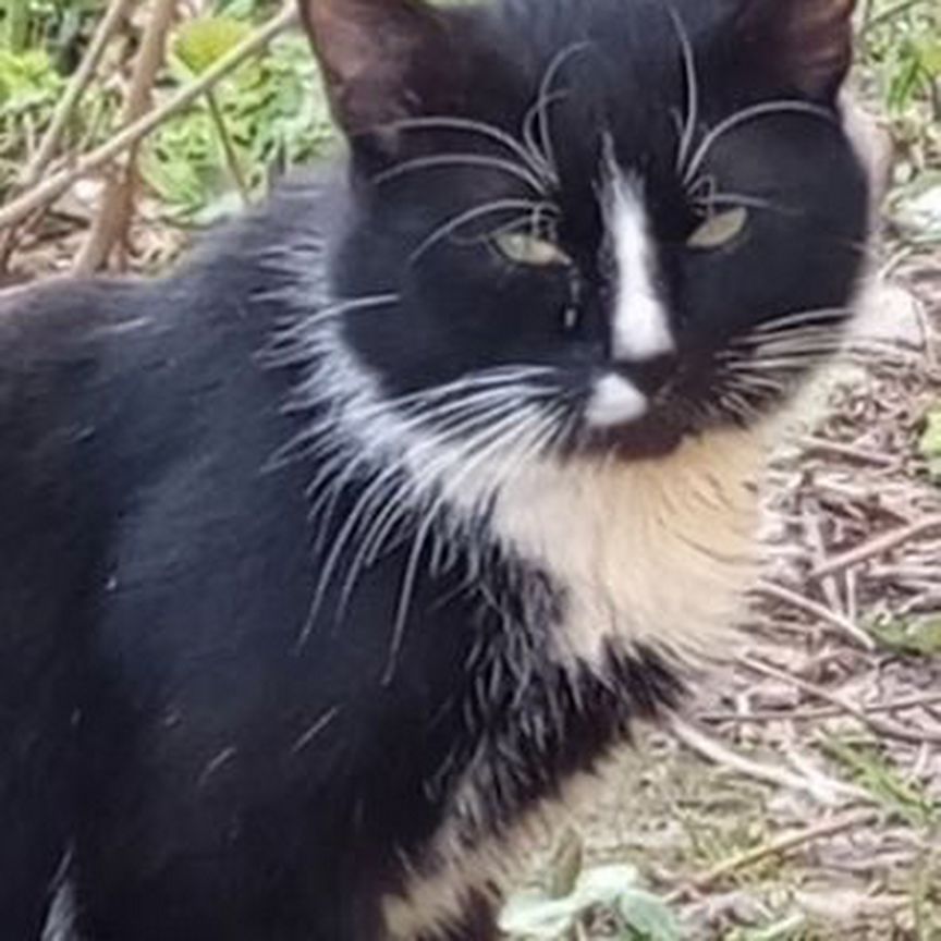 Бездомный котик ищет дом