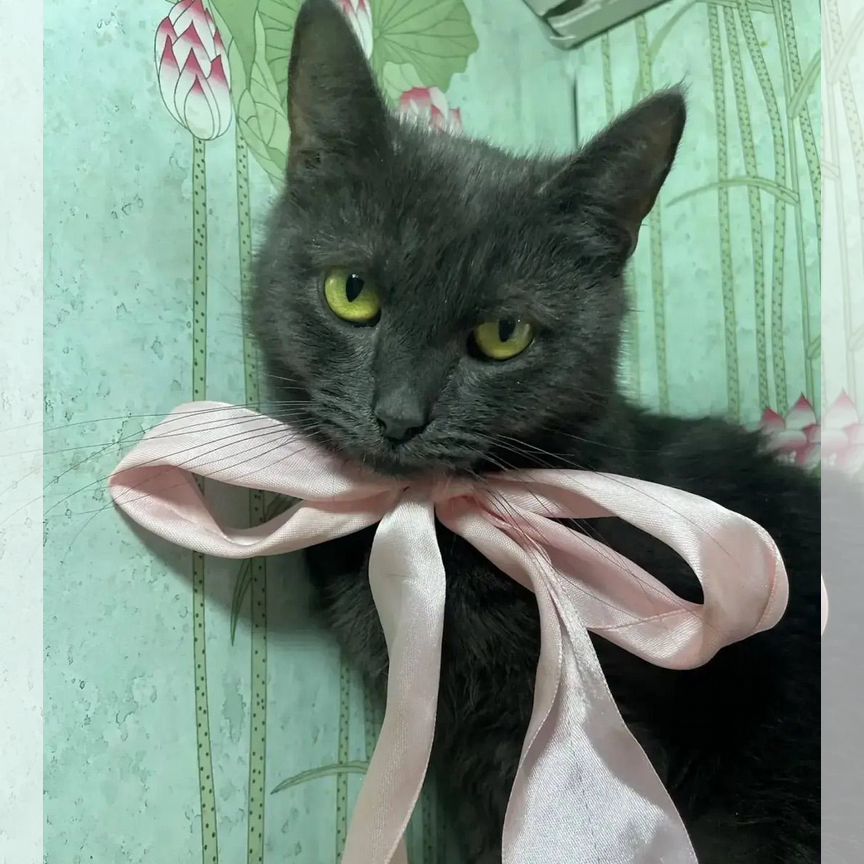 Взрослая, кошка в добрые руки