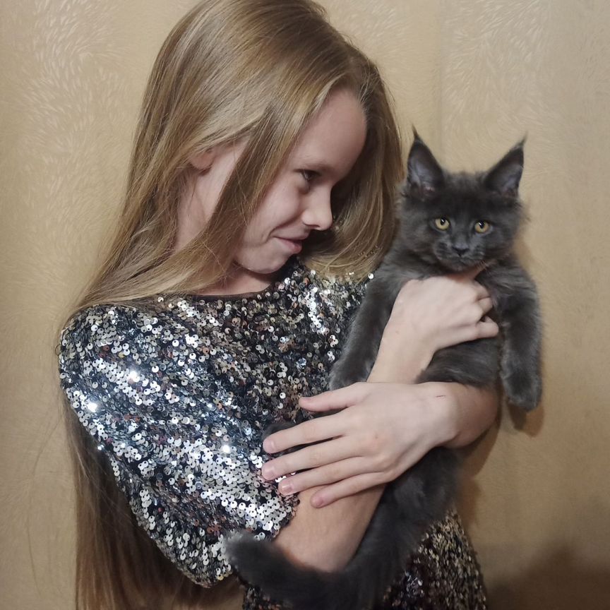 Котята для фотосессии