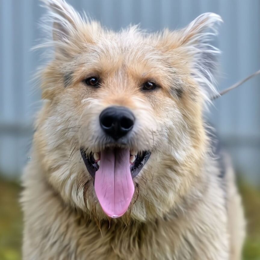 Взрослая собака в добрые руки