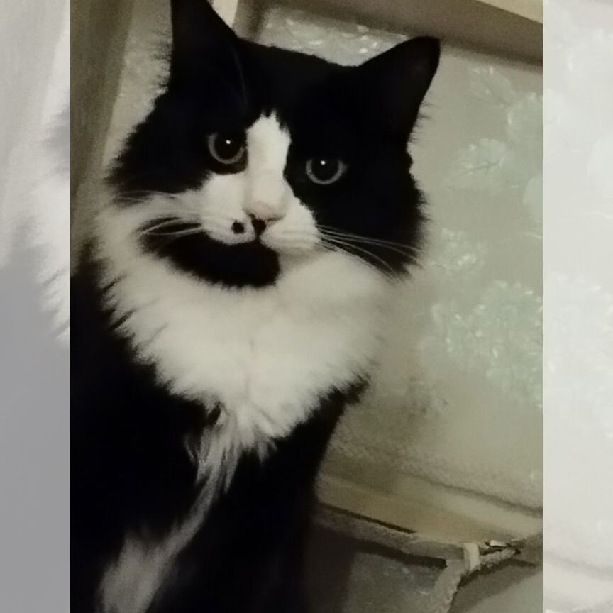 Котик ищет дом