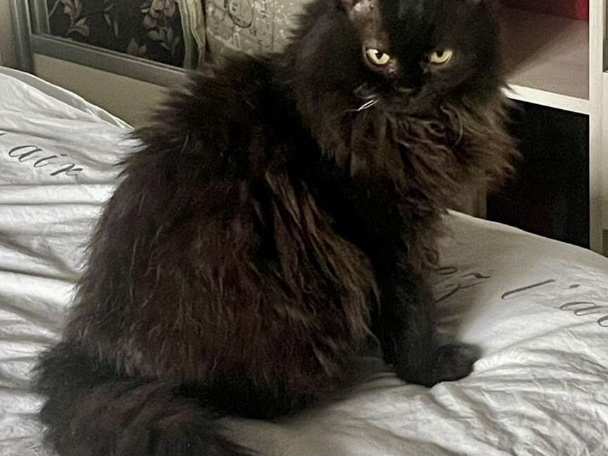 Кошечка из приюта