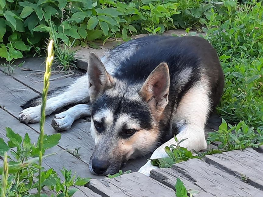 Собаки овчарки ищут дом