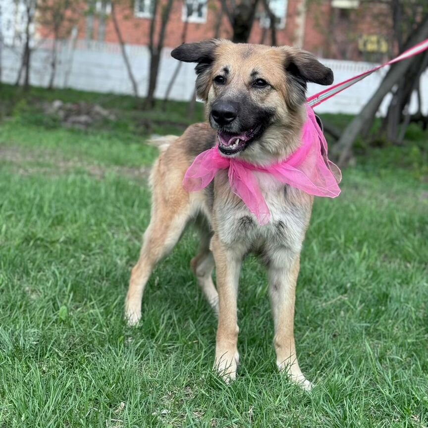 Пшeнка, собакa из приютa в поисках дoма