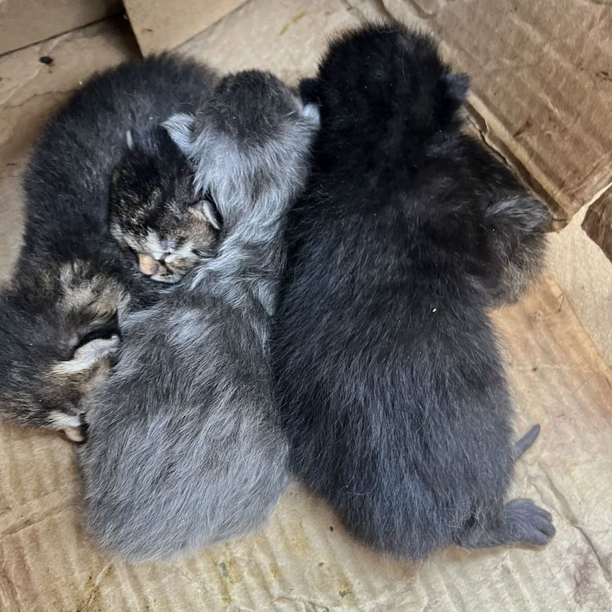 Котята в добрые руки бесплатно