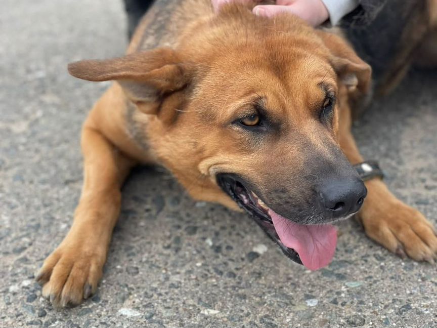 Собака- обнимака Мерси из приюта