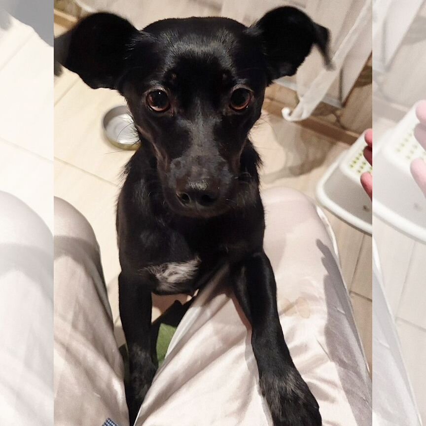 Взрослая собака в добрые руки