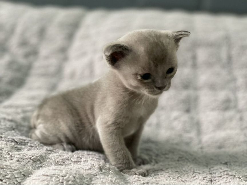 Бурманские котята