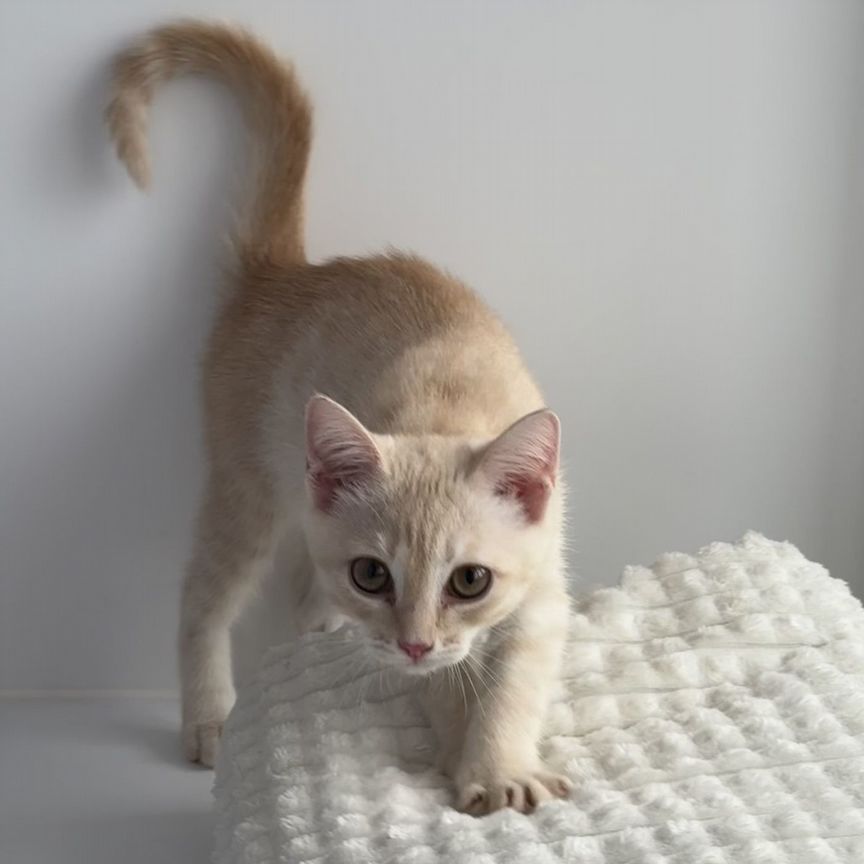 Отдам милого котенка в добрые руки