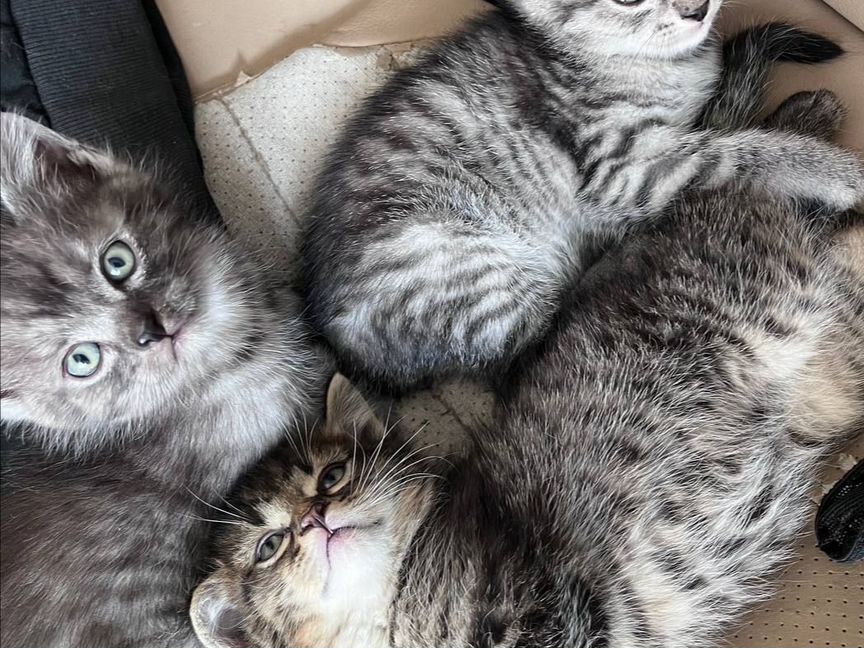 Котята в добрые руки