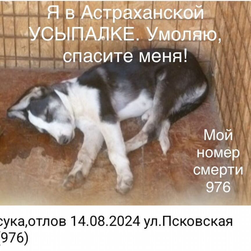 Собака в добрые руки