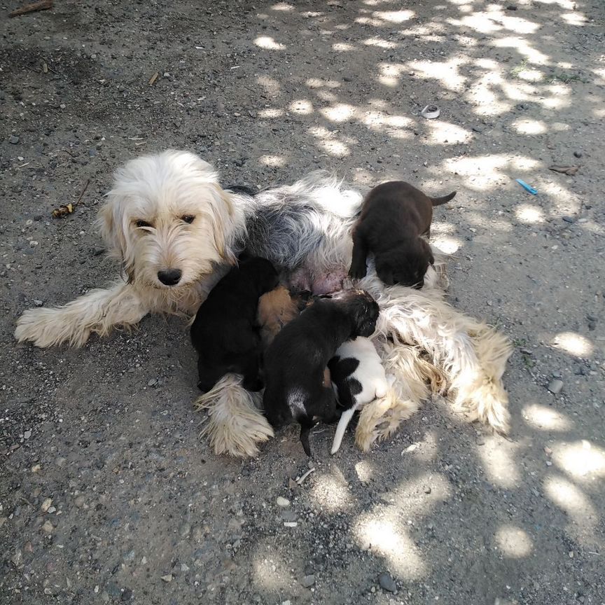 Щенки помесь Боснийской грубошорстной гончей