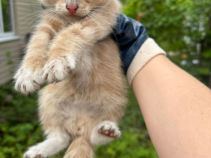 Котёнок. Мальчик