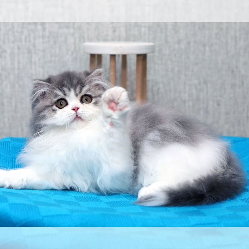 Шотландский прямоухий длинношёрстный котёнок