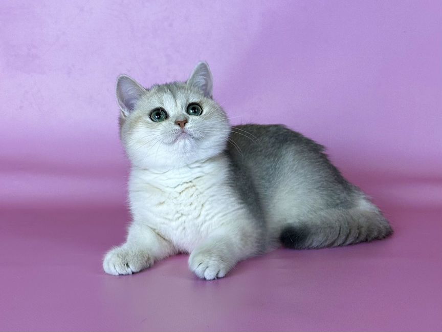 Голубая шиншилла