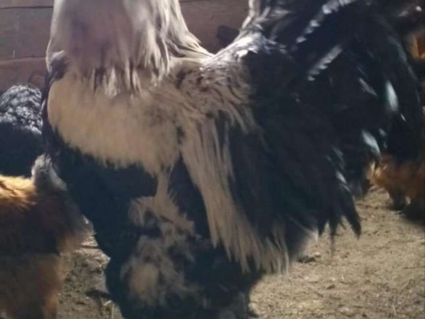 Петух брамма чистая порода