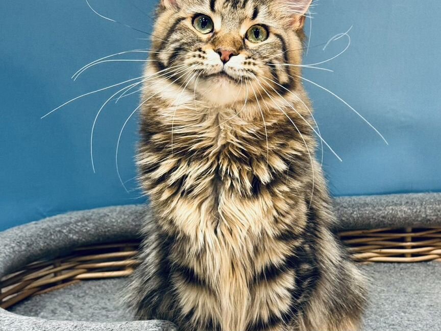 Ева Мейн-кун девочка