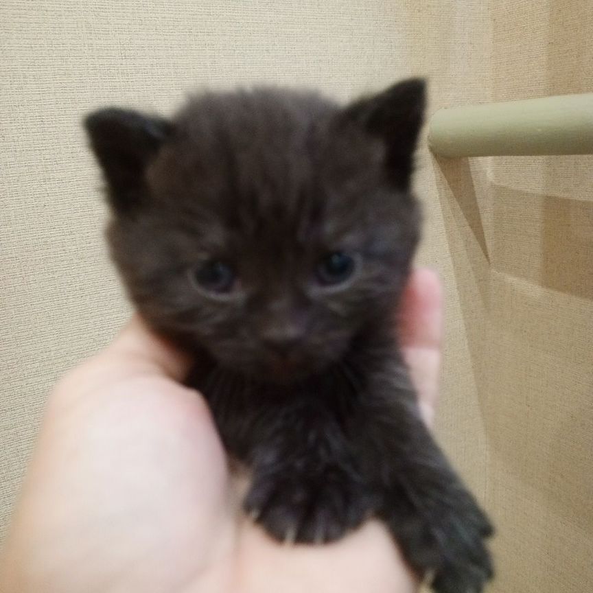 Британская