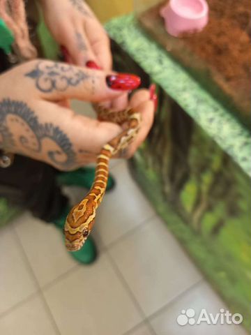 Маисовый полоз