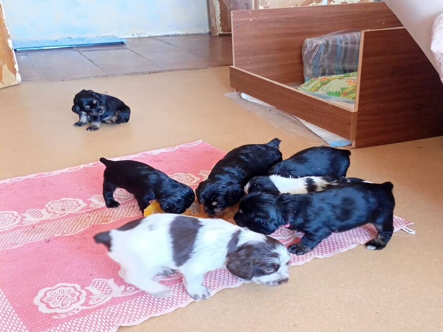 Продам щенков русского спаниеля