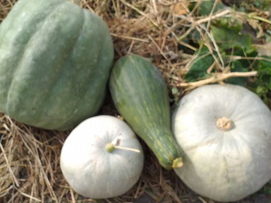 Тыква кормовая