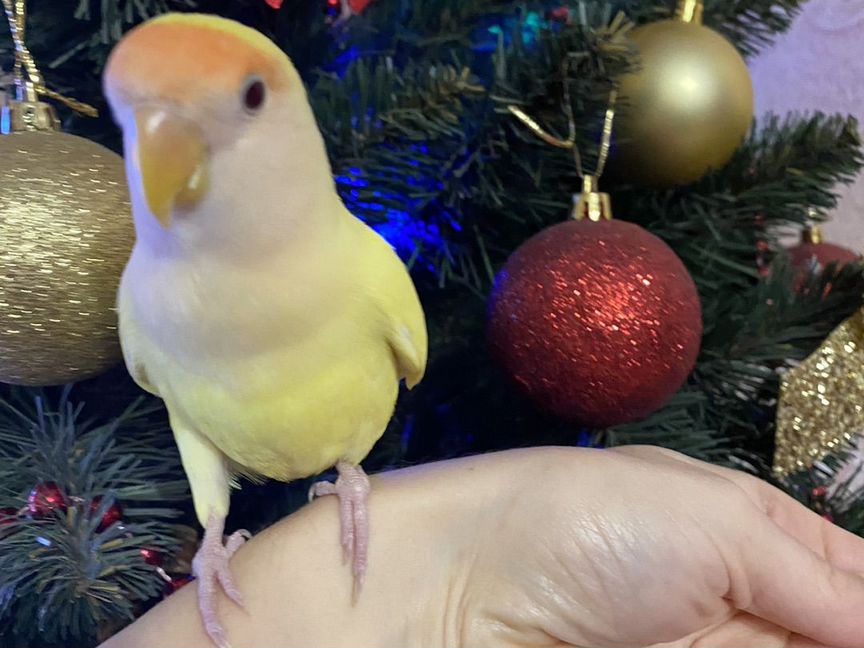 Попугай неразлучник