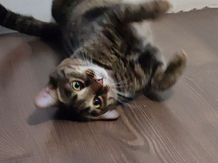 Котик пережил бомбëжки