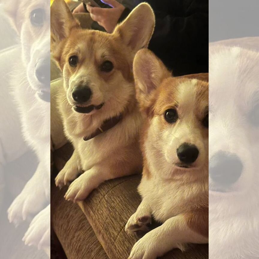 Вельш Корги Пемброк, щенок