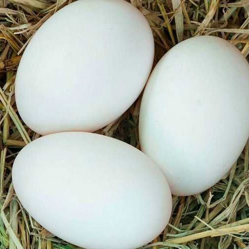 Инкубационные гусиные яйца