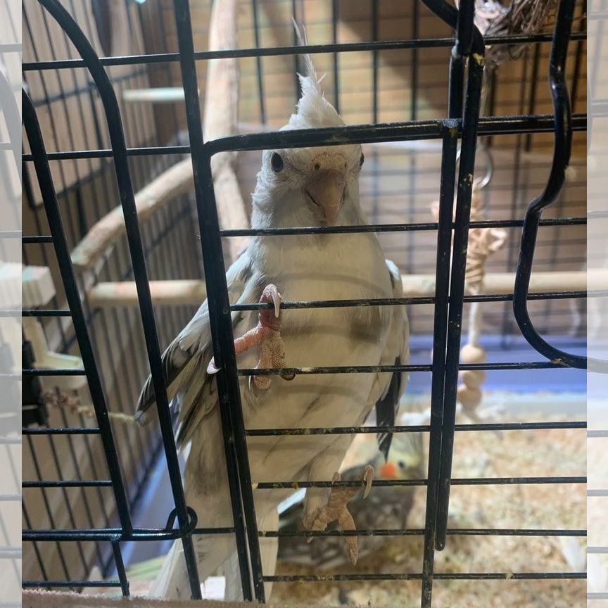 Попугаи корелла