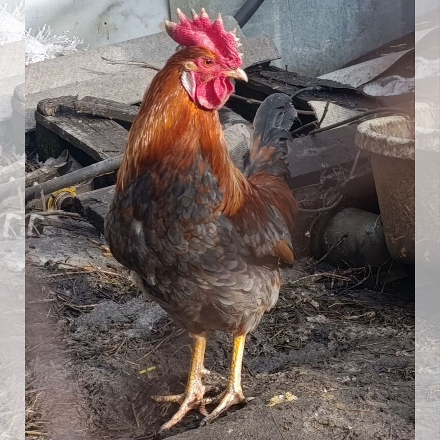 Петух молодой