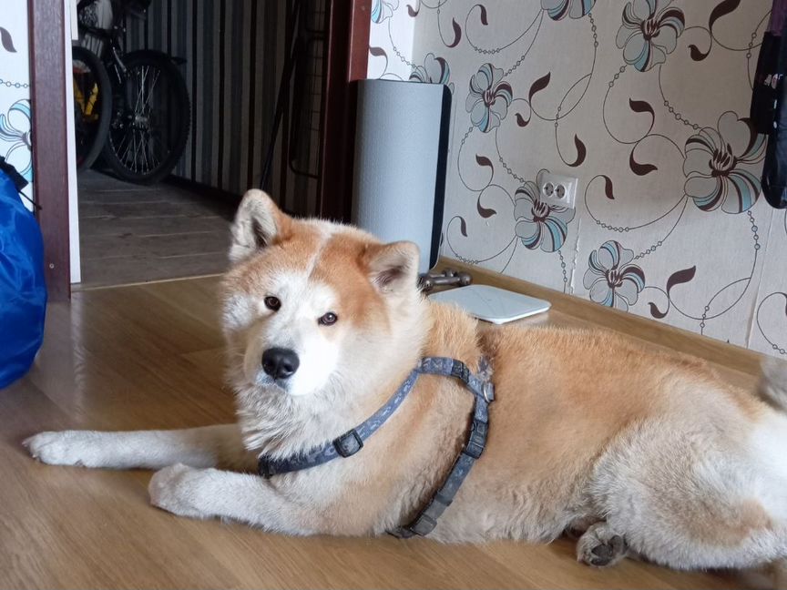 Акита ину вязка кобель