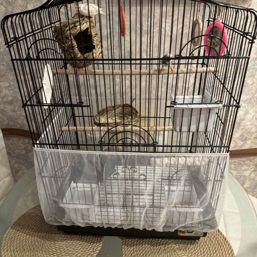 Парочка амадинов в клетке